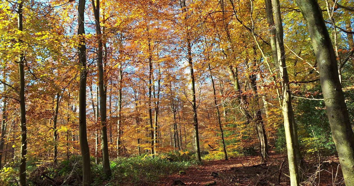 Whippendell Wood - Ramblers