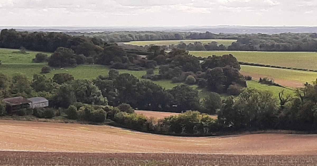 11+ From Ludgershall through Collingbourne Wood and the Chutes - Ramblers