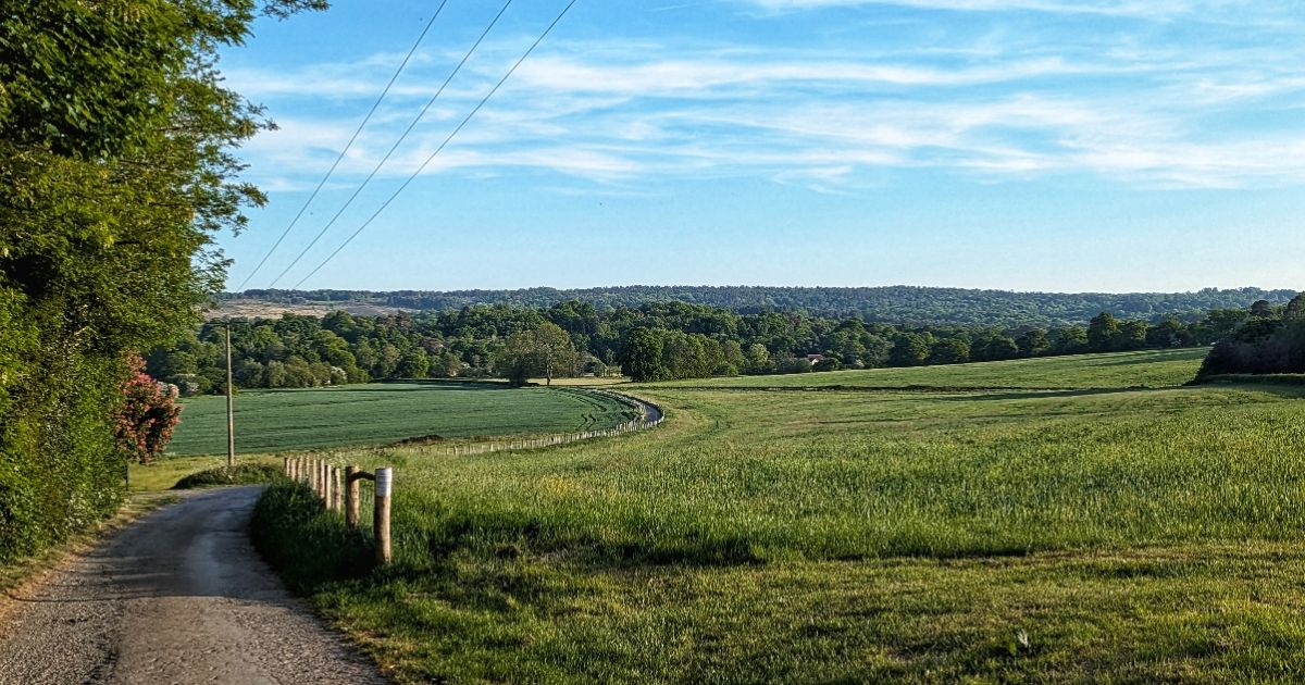 Forest Row Back and Forth - Ramblers
