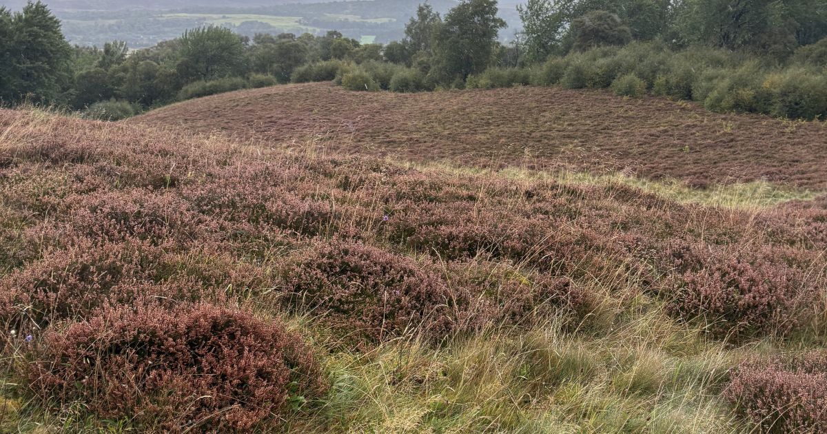 Insh Marshes - Invertromie Trail - Ramblers