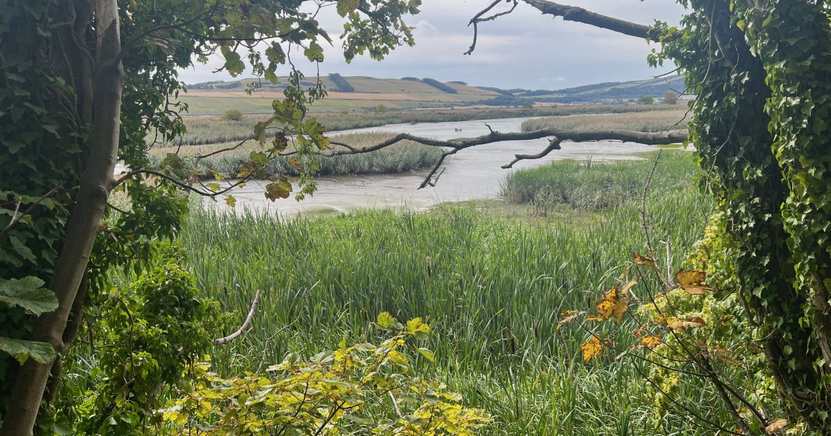 Errol and River Tay Reed Beds - Grade C - Ramblers