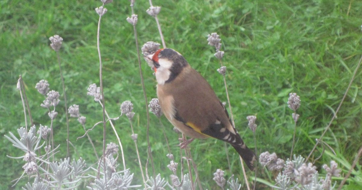 5 miles at Braishfield - Ramblers