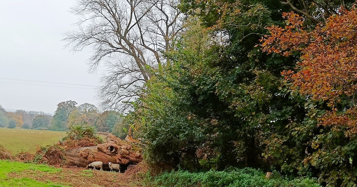Puttenham Common, Puttenham Village and Rodsall Manor - Ramblers
