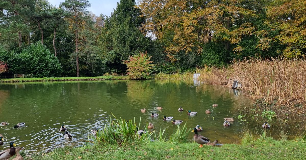 Brandon Country Park - Ramblers