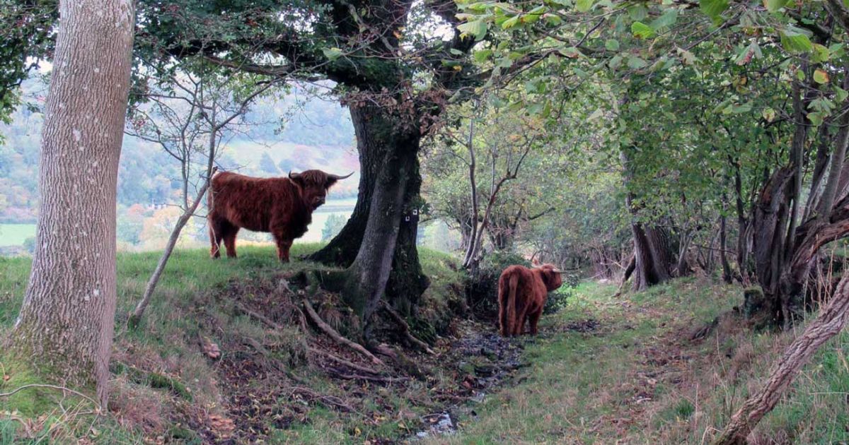 Llanfair Waterdine, Offa’s Dyke Path, Jack Mytton Way - Ramblers