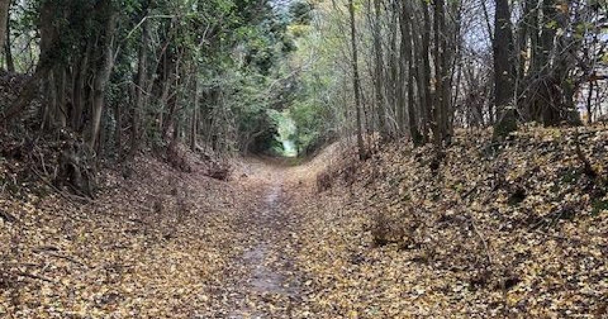 Audley End 10 mile circular (with 8 mile linear Audley End-Newport ...