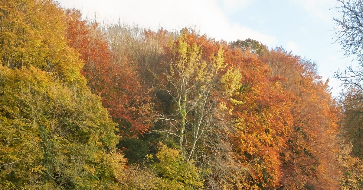 Knowle Hill Circular - Ramblers