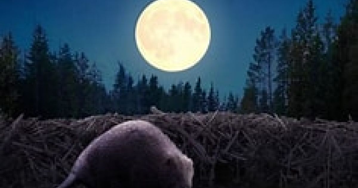 Beaver Supermoon Walk - Ramblers