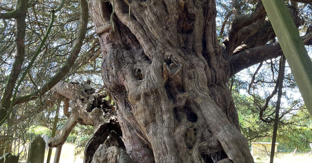 Circular Walk from Staffhurst Wood - Ramblers
