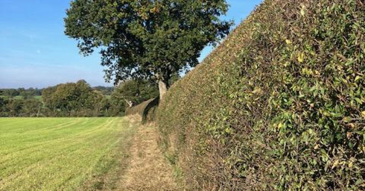 Tandridge Steeplechase (Merle Wood hike on the Greenwich Meridian Trail ...
