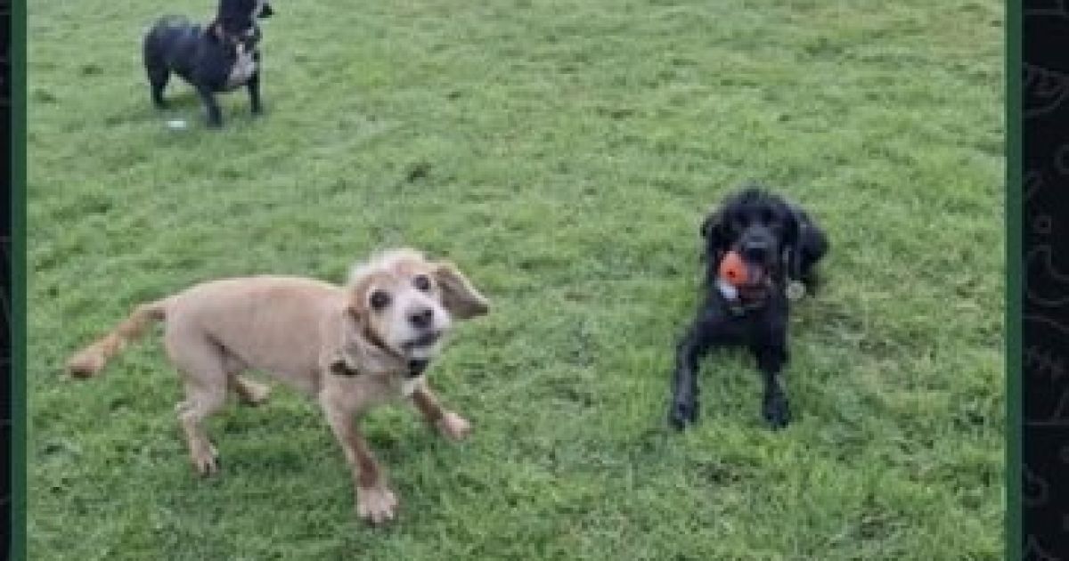 Rushall Dog-friendly walk 4m Thu 30/10/25 Tracey F (Walsall) - Ramblers