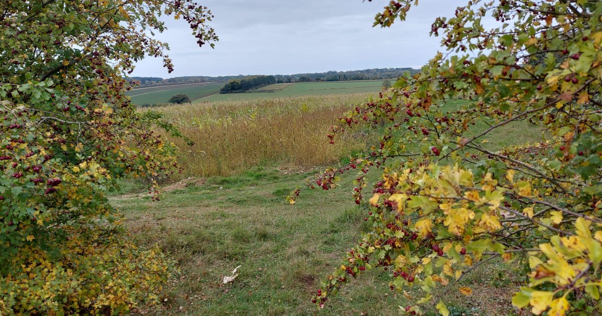 Balsham and the Icknield Way - Ramblers