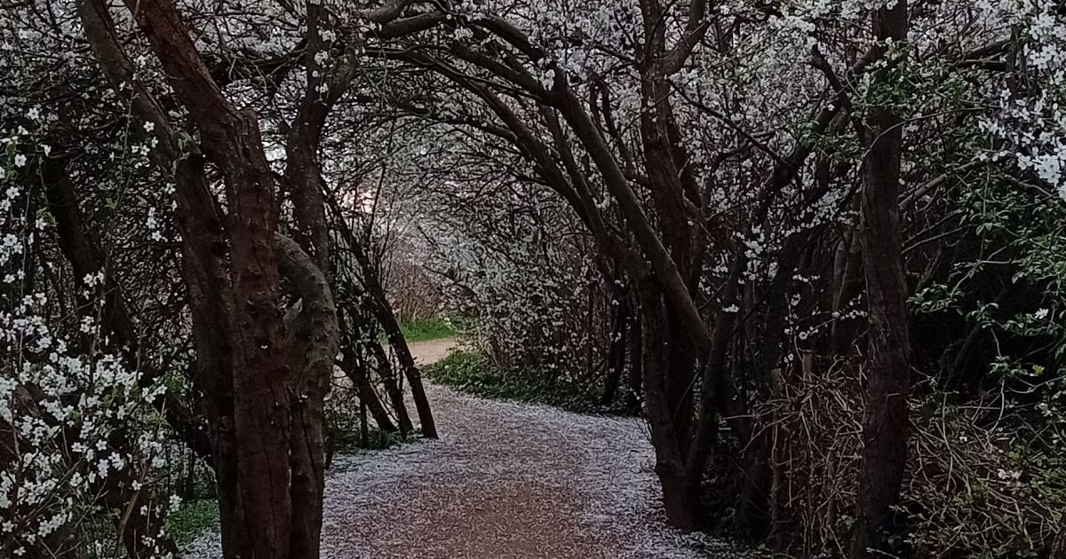 Longer Monday walk - fourth Monday of every month