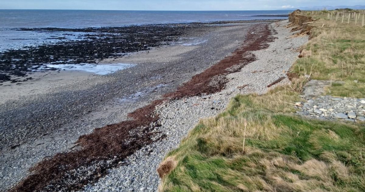 Short Easy Walk- Llannon & Llansantffraid. - Ramblers
