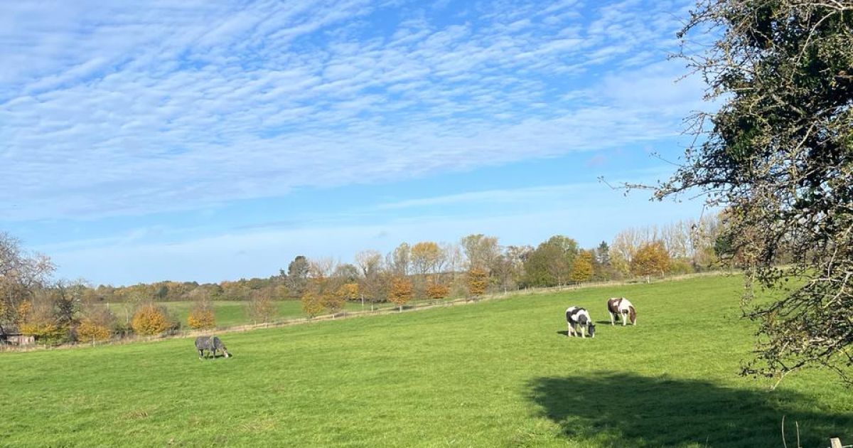 Banstead Heath and Colley Hill - a short social walk - Ramblers