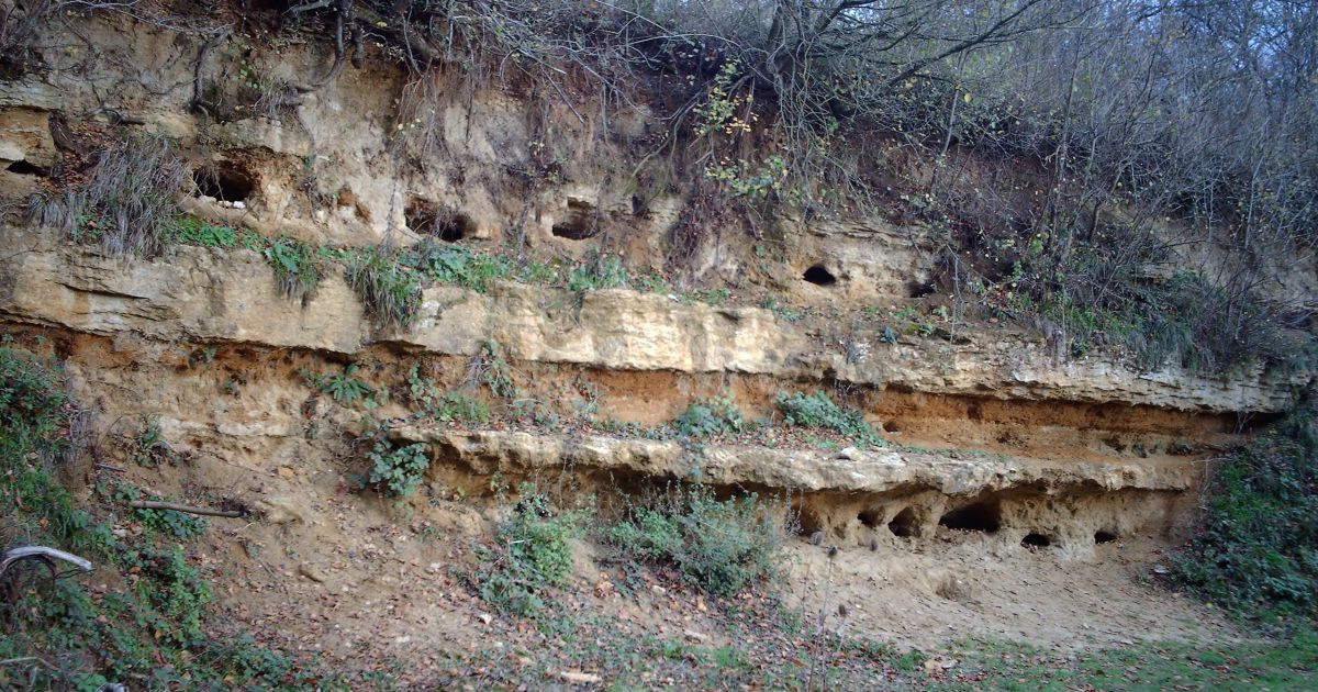 Upwood Quarry, Cothill and Dry Sandford Pit Nature Reserves and ...