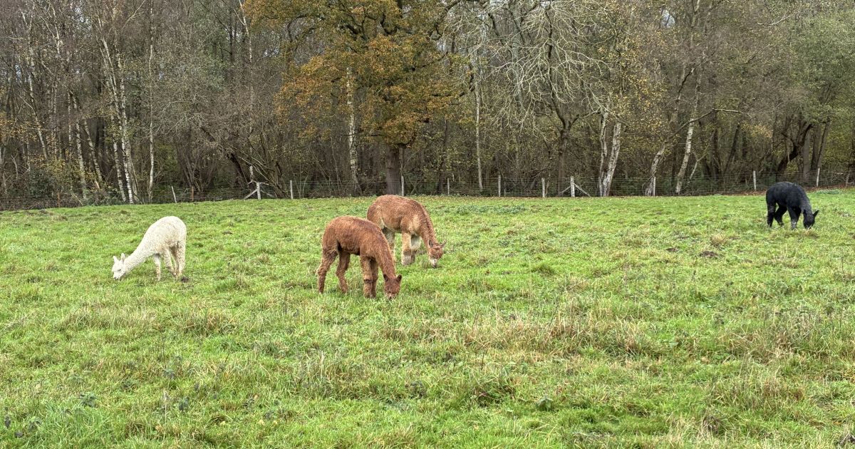 Fours around Buckland - Miles, Stiles, Alpacas and Flying golf balls ...