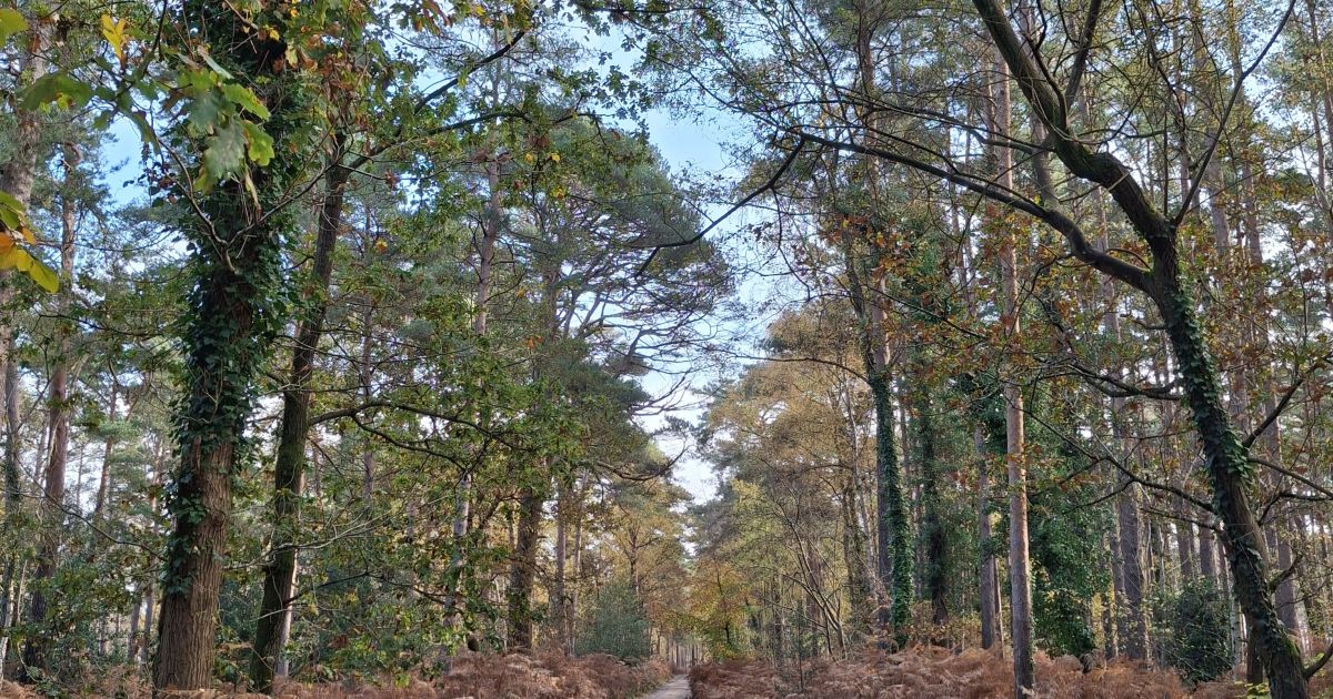 Setley Pond and Roydon Woods Nature Reserve - Ramblers