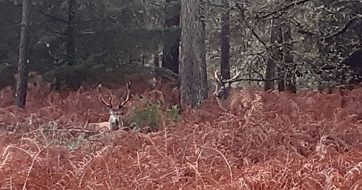 WILL WE SEE THE RED DEER? - Ramblers