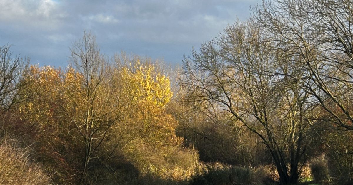 Cotgrave Country Park Wellbeing Walk