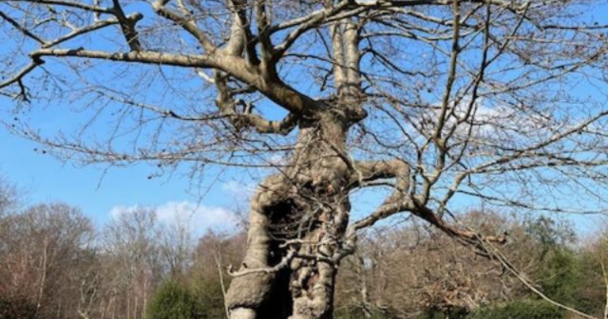 Littleworth Common and Burnham Beeches- FULLY BOOKED FOR LUNCH - Ramblers