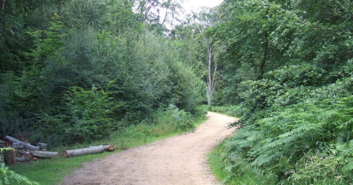 Connection Walk: Forest Walk from Chingford Station - Sunday - Feel ...