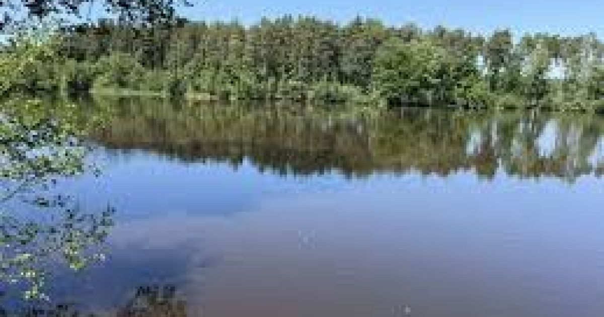 Bagshot Woods and Rapley Lake - Ramblers
