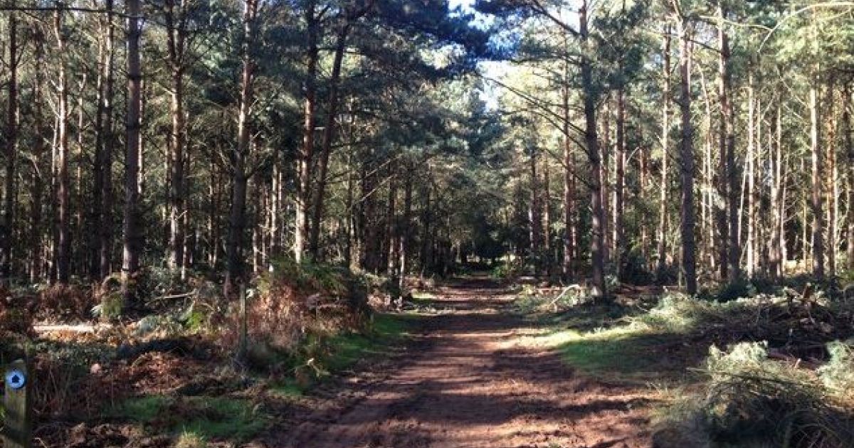 Aspley Heath Woods Circular - Ramblers