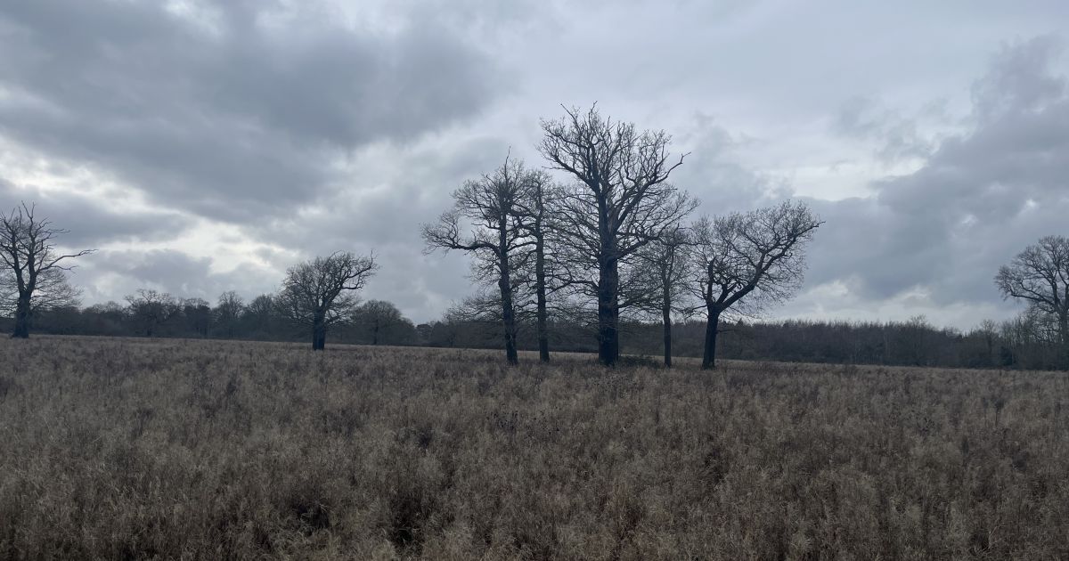 Hainault Forest and Lambourne Woods - Ramblers