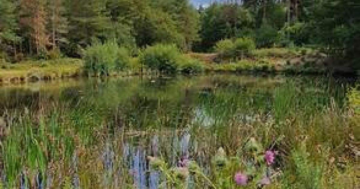 Eversley to Bramshill Plantation - Ramblers