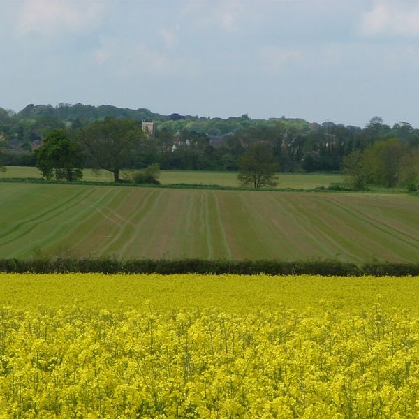 Boston Group - Ramblers