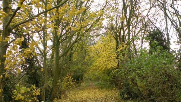 Mindful Gunton Woods Walk with Rachel