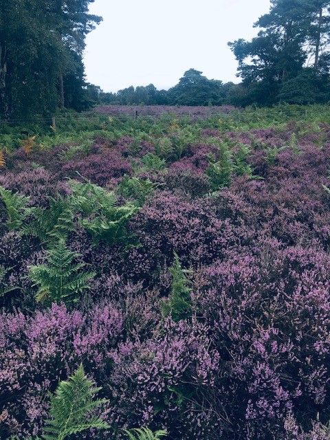 Ramblers Wellbeing Walks Suffolk