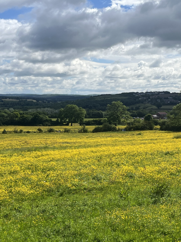 Wolsingham & the Elephant Trees - Ramblers