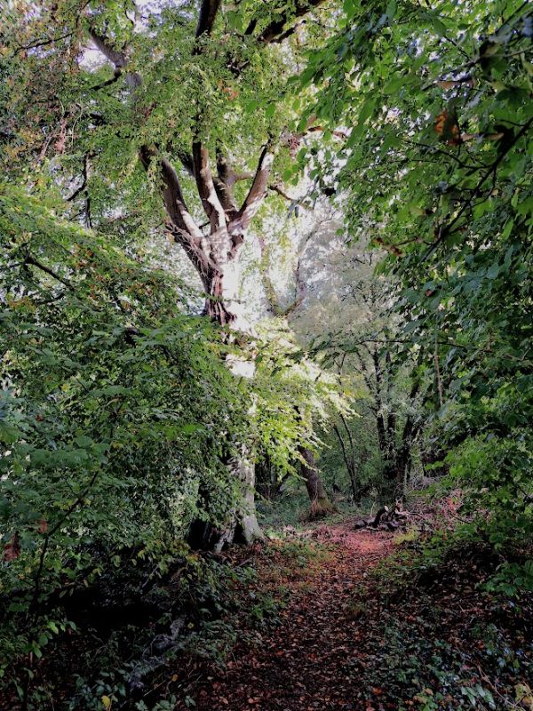 WHITEWAYS LODGE - Ramblers