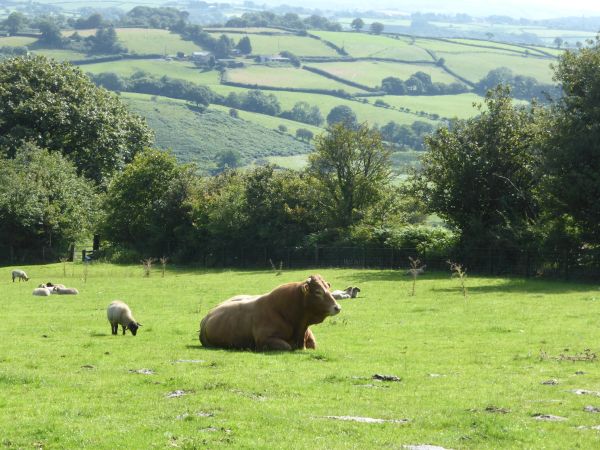 Cardiff Group - Ramblers