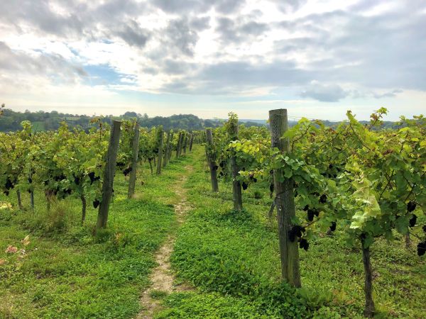 Meon Group - Ramblers