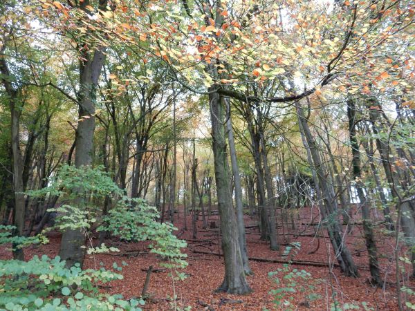 Meon Group - Ramblers