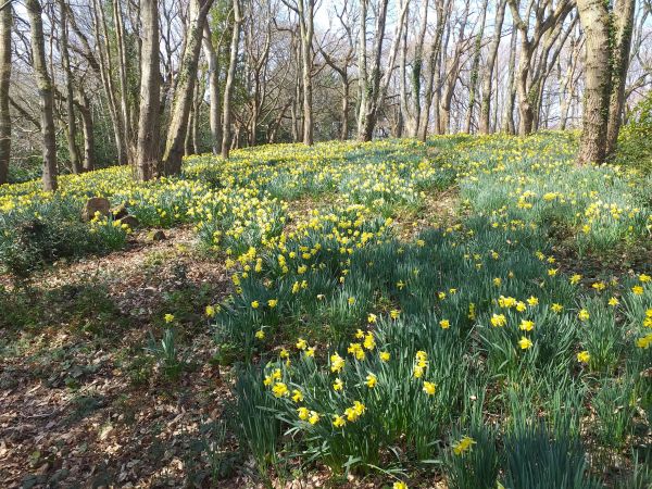 THE TRAIL OF THE BISTERNE DRAGON - Ramblers