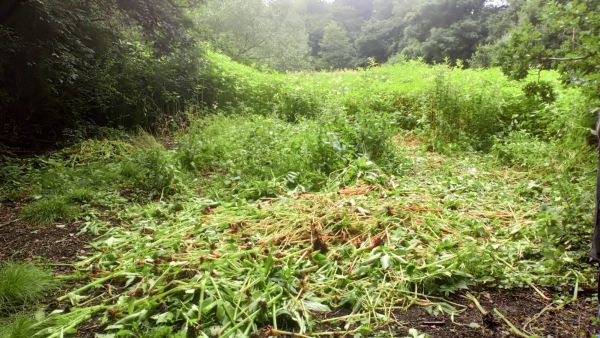 Balsam bashing along the Ham riverside - Ramblers