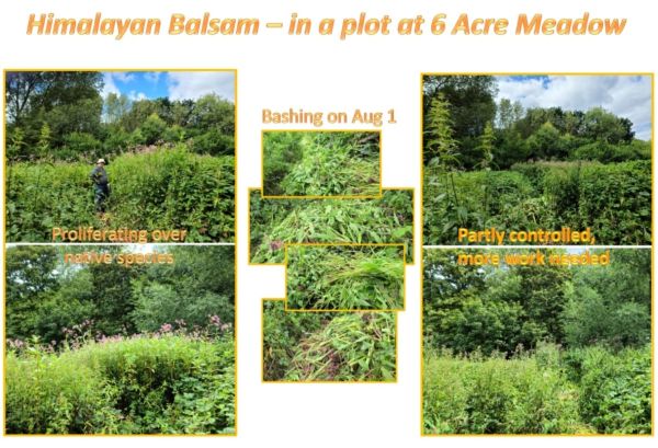 Balsam bashing in Ham - Ramblers