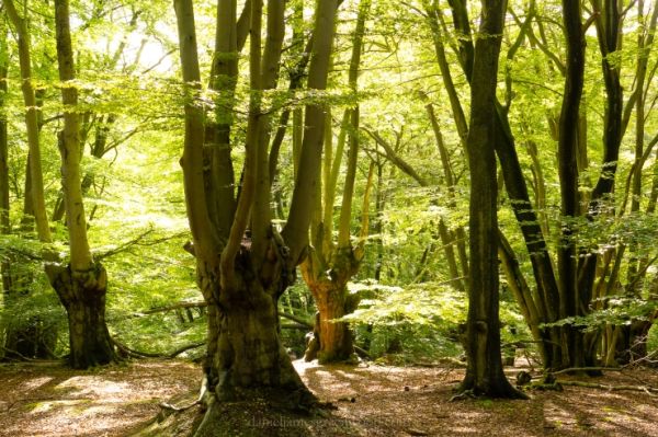 The Broomway - The deadliest path in Britain - FULLY BOOKED - Ramblers