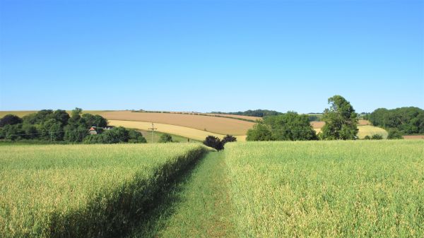 Lincoln Group - Ramblers