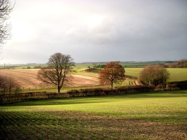 Wold Newton - Ramblers