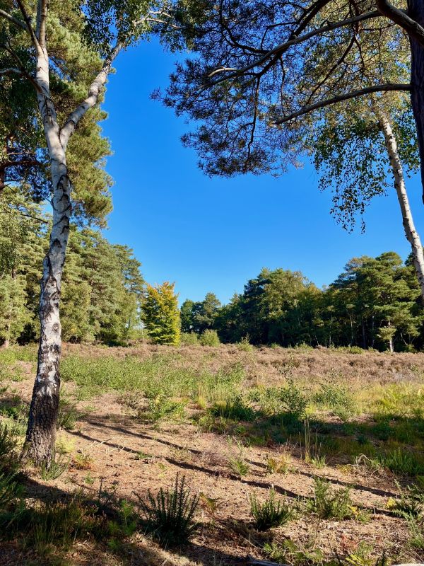 Winterfold Forest - Ramblers