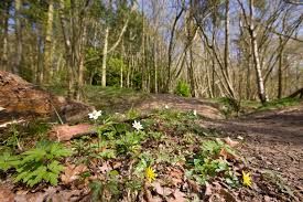 Berkshire Area - Ramblers